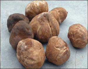 TRUFFES TERFESSE - 3 tonnes - Tunisie fabricant Recherche de client ...