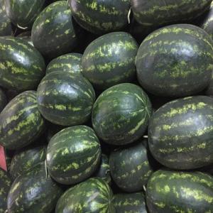 PASTÈQUE ROUGE ORIGINE MAROC. - Maroc producteur Recherche de client ...