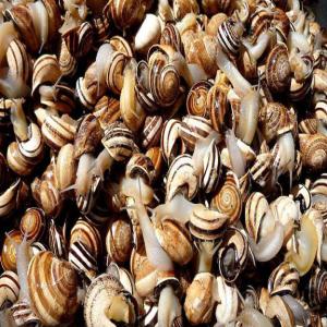 Escargot - Maroc Recherche de client - Espaceagro