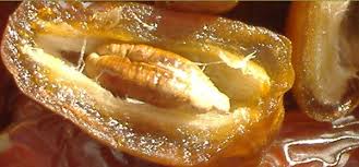 DEGLET ENNOUR TUNISIENNE - Tunisie - EspaceAgro