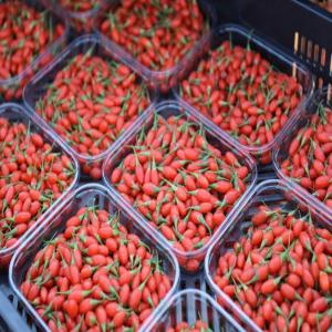 Super Fruit Goji Berries - producteur réf: 309615 - Espaceagro Maroc