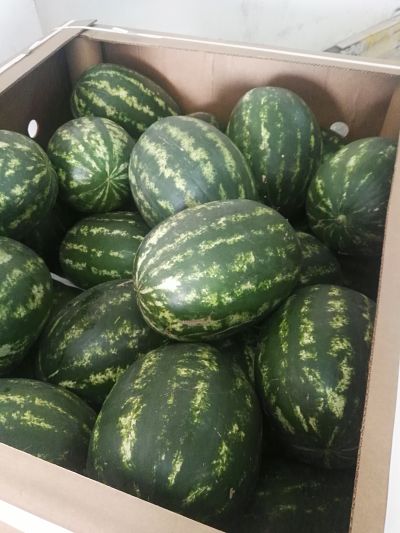 PASTEQUE MAROC ZAGORA - Maroc - EspaceAgro