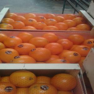 ORANGE MAROC LATE TRÈS BONNE QUALITÉ - Europe /Russie. ...et toute les ...