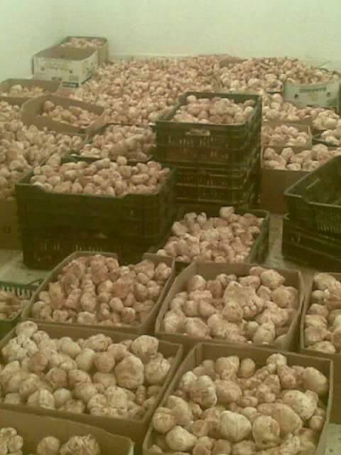 VENDRE TRUFFES - Tunisie - EspaceAgro