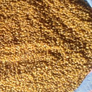 GRAINE D'AKPI EN STOCK (JE CHERCHE UN ACHETEUR) - cote d ivoire ...