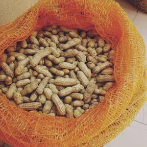 Arachides Fraiches Fruits Et Legumes Africains - producteur réf: 552063 ...