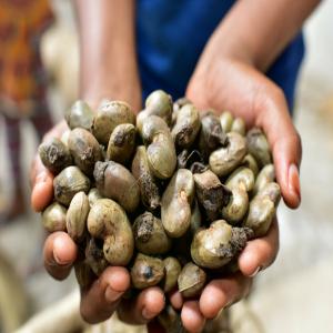 VENTE CAJOU BRUTE /GUINÉE BISSAU ET COTE IVOIRE - cote d ivoire ...
