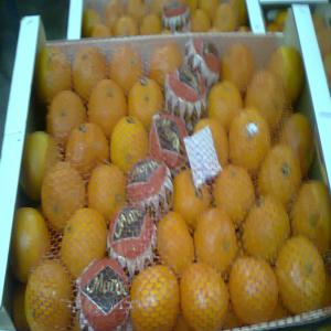 FRUITS ET LÉGUMES - Maroc - EspaceAgro