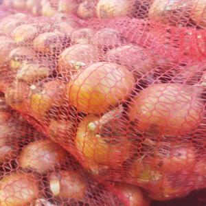 OIGNON JAUNE - France Recherche de client - Espaceagro