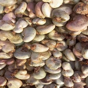 NOUS DISPOSONS NOIX DE CAJOU ET D'ANACADE - Burkina Faso - EspaceAgro