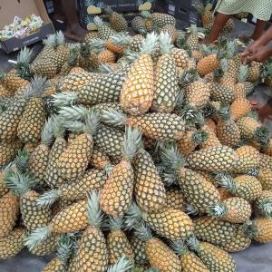 Ananas Certifiés - Benin - EspaceAgro