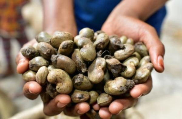 Noix De Cajou Brutes (rcn) Côte D’ivoire - producteur réf: 709548 ...