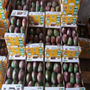 MANGUES KENT DU SÉNÉGAL - Illimité - SENEGAL grossiste Recherche de ...